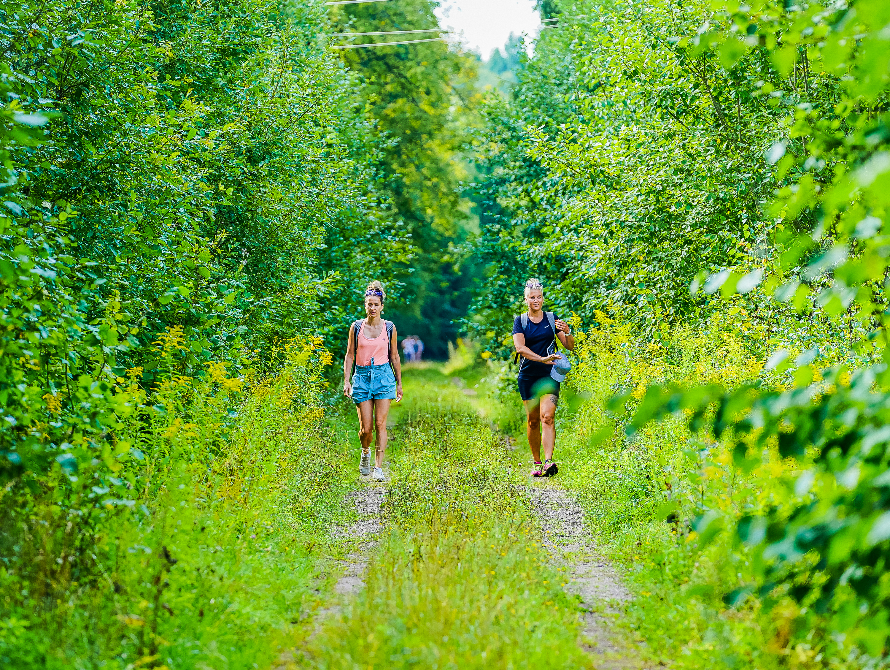Baltic Forest Hiking Gallery